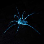 UV Fluorescence Photography - Getting Started with Ultraviolet Photos