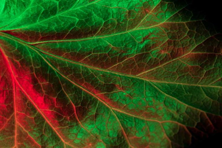 Macro Photography Ideas & Inspiration - Adaptalux.com