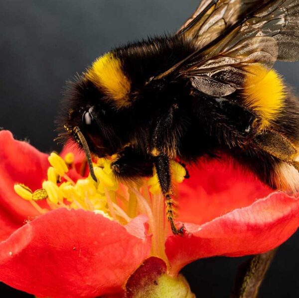 Indoor Macro Photography -Tips and Ideas - Adaptalux.com