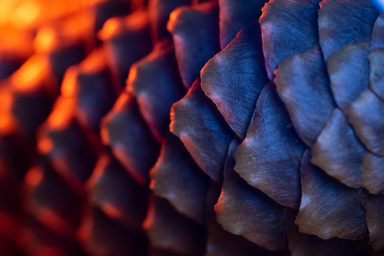 Pine Cone Photography Macro Tutorial - Adaptalux.com