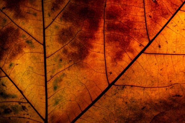 Leaf Macro Photography Tips & Tricks - Adaptalux.com