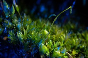 MOSS Photography Tutorial - Macro Photography - Adaptalux.com