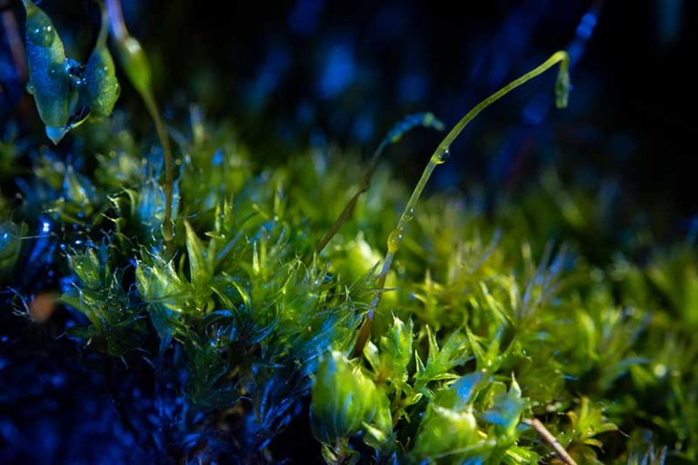 MOSS Photography Tutorial - Macro Photography - Adaptalux.com