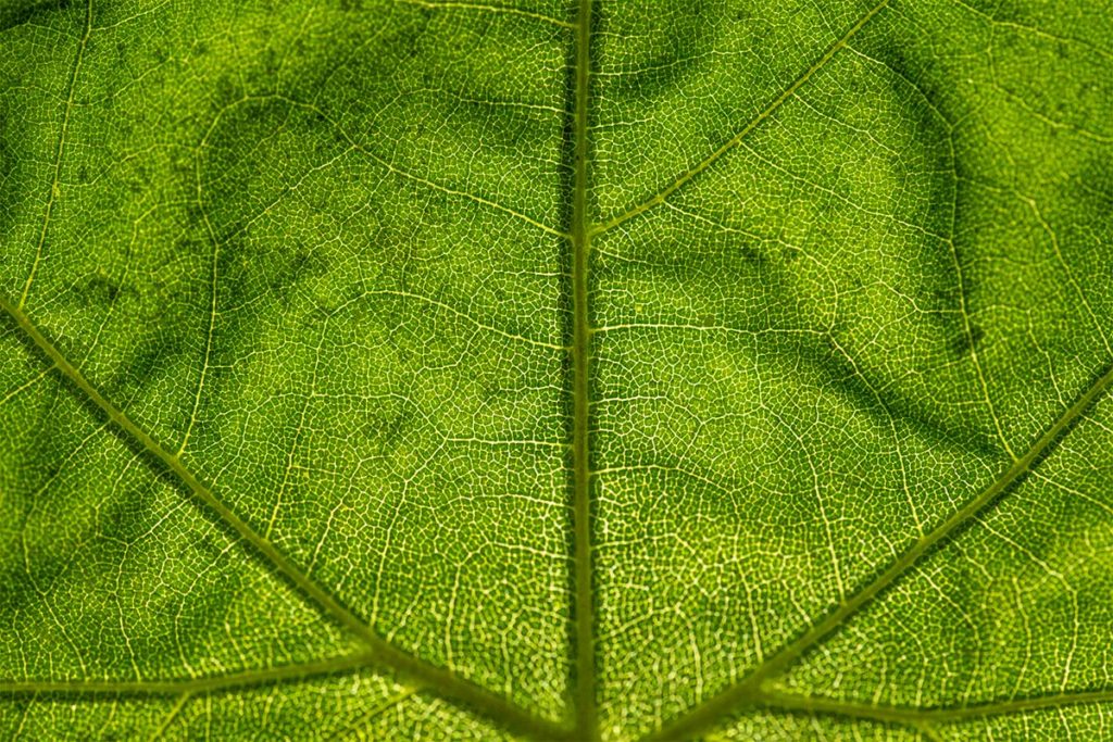 Plant Macro Photography's Secret Subject - Getting the most from Leaves