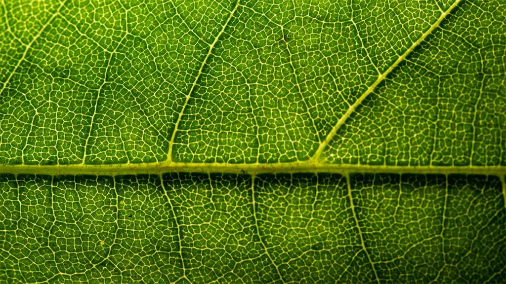 Plant Macro Photography's Secret Subject - Getting the most from Leaves