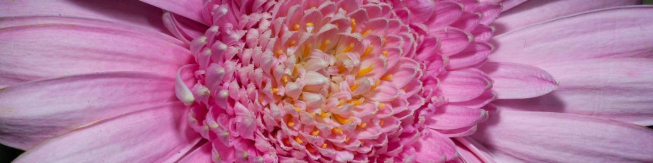 Xenon Flash Arms Specification | Adaptalux Studio Support