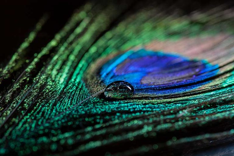 Macro Peacock Feather Photography Tutorial - Amazing colours & Detail!