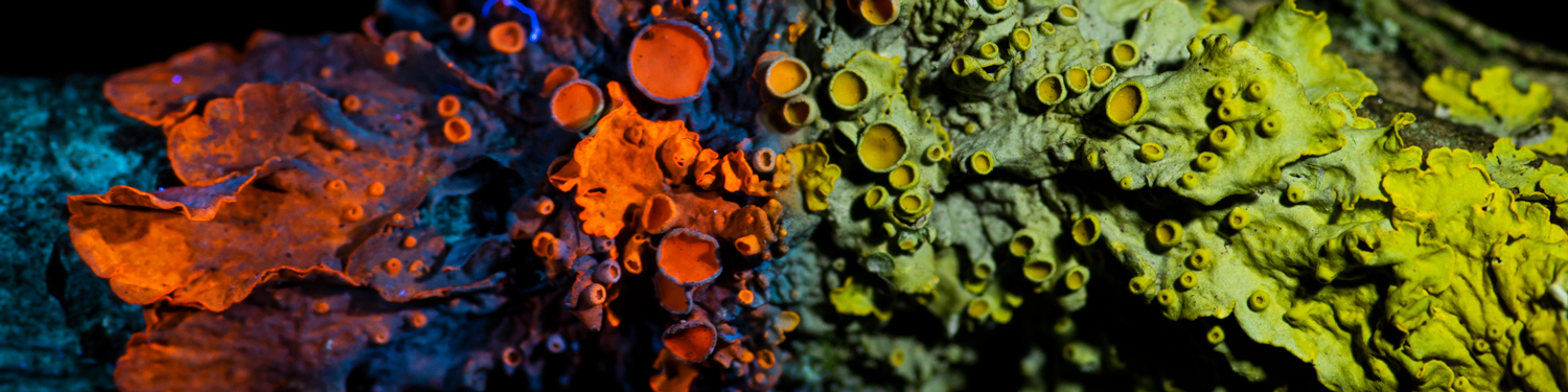 Ultraviolet Lichen Macro Photography - Xanthoria parietina