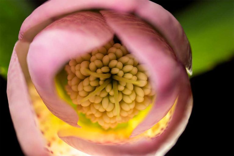 Creative Lighting for Flower Photography - Hellebore UV Photos