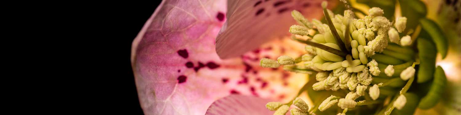 Creative Lighting for Flower Photography - Hellebore UV Photos