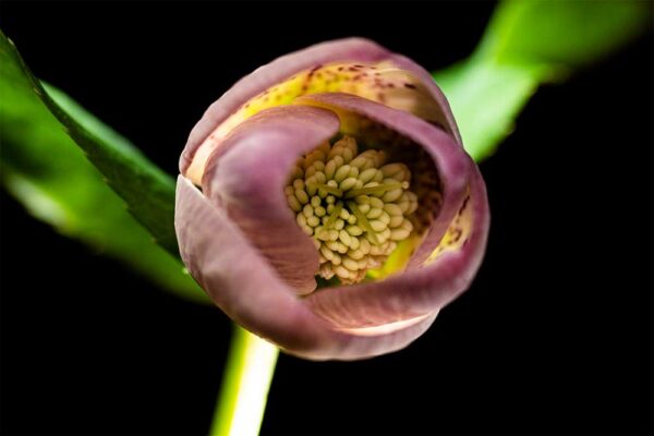 Creative Lighting for Flower Photography - Hellebore UV Photos