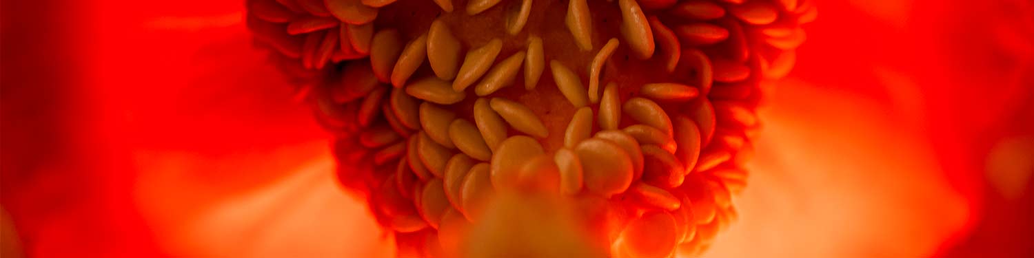 Bell Pepper macro photography - Cavernous Capsicum