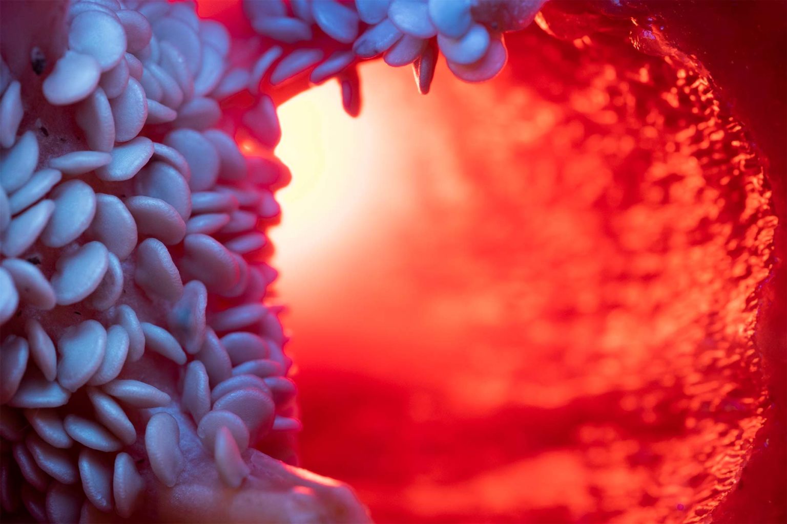 Bell Pepper macro photography - Cavernous Capsicum