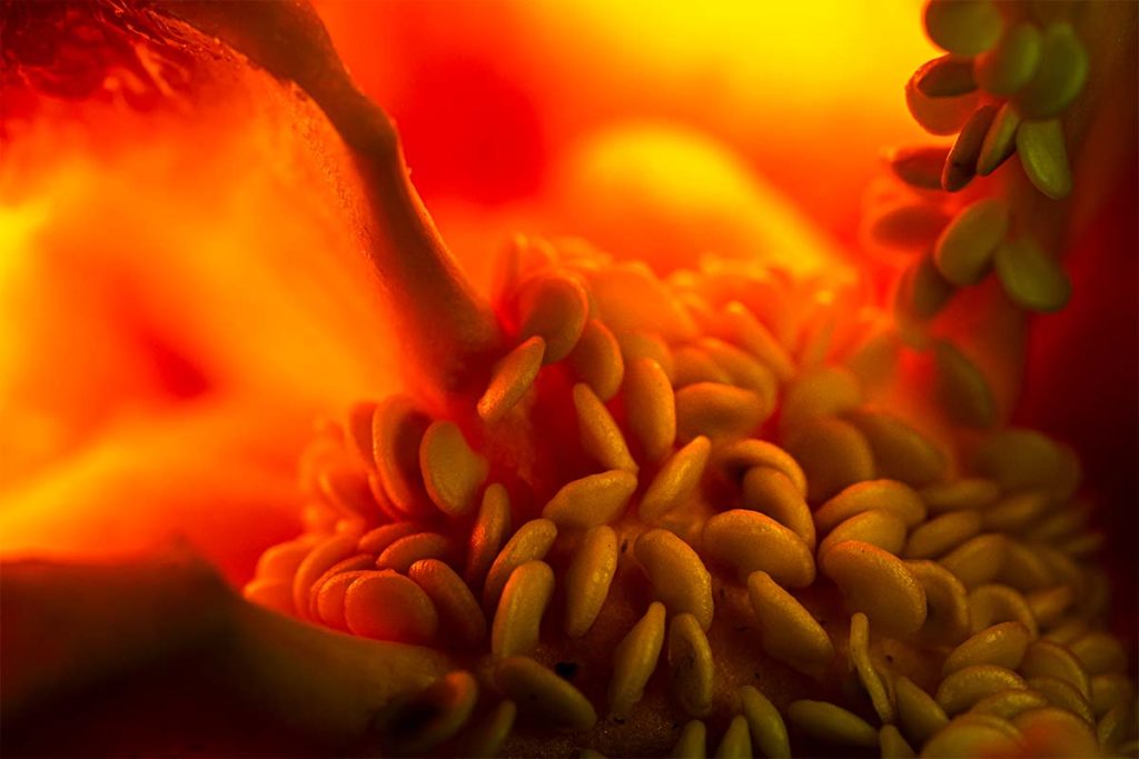 Bell Pepper macro photography - Cavernous Capsicum
