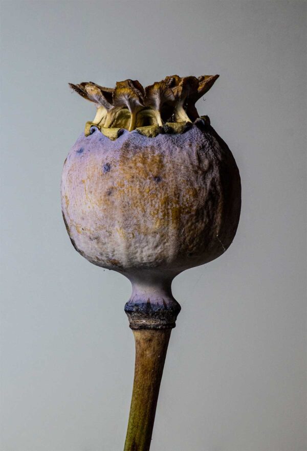 Poppy Seed Pod Macro Photography Tutorial - Exploring inside and out!