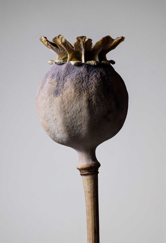 Poppy Seed Pod Macro Photography Tutorial - Exploring inside and out!