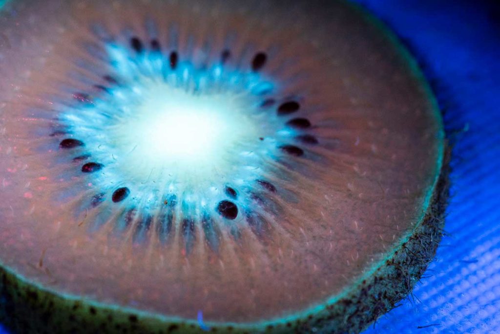 Kiwi under UV light - Photographing Kiwi Ultraviolet Flourescance