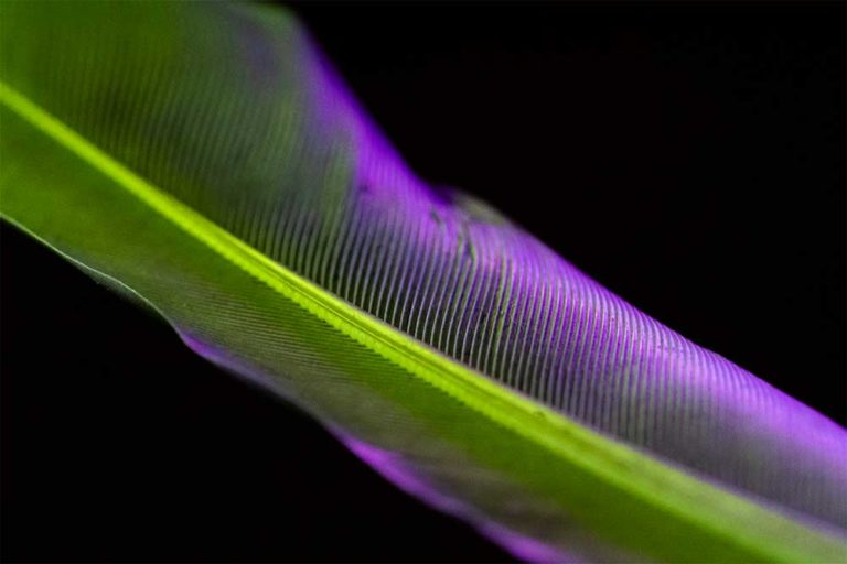 Creative Feather Macro Photography with Water Drops