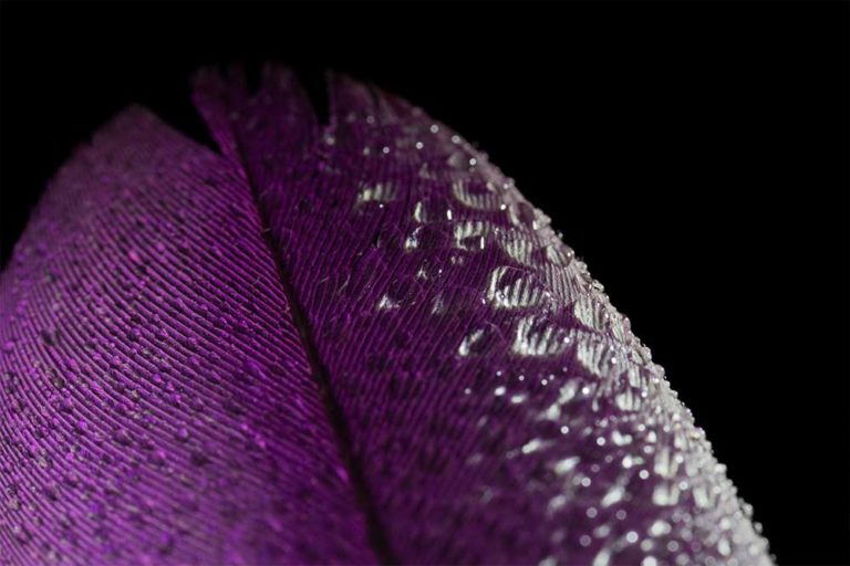 Creative Feather Macro Photography with Water Drops