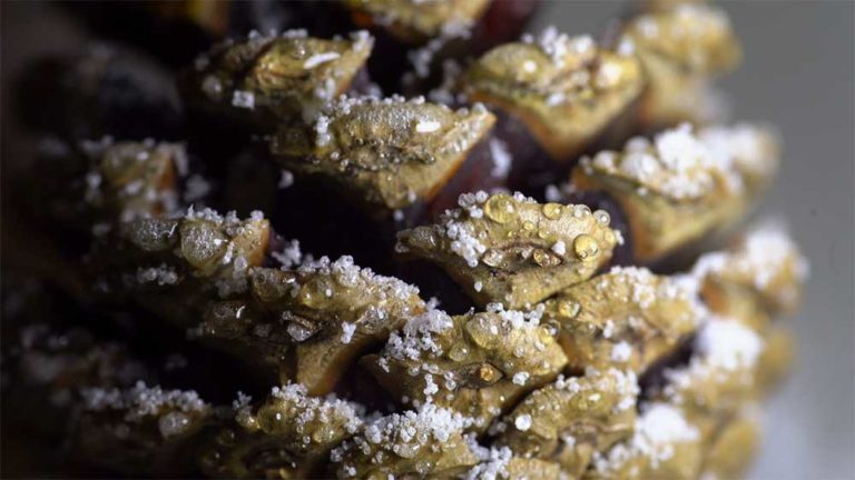 Festive photography tips that you can use at home this christmas.