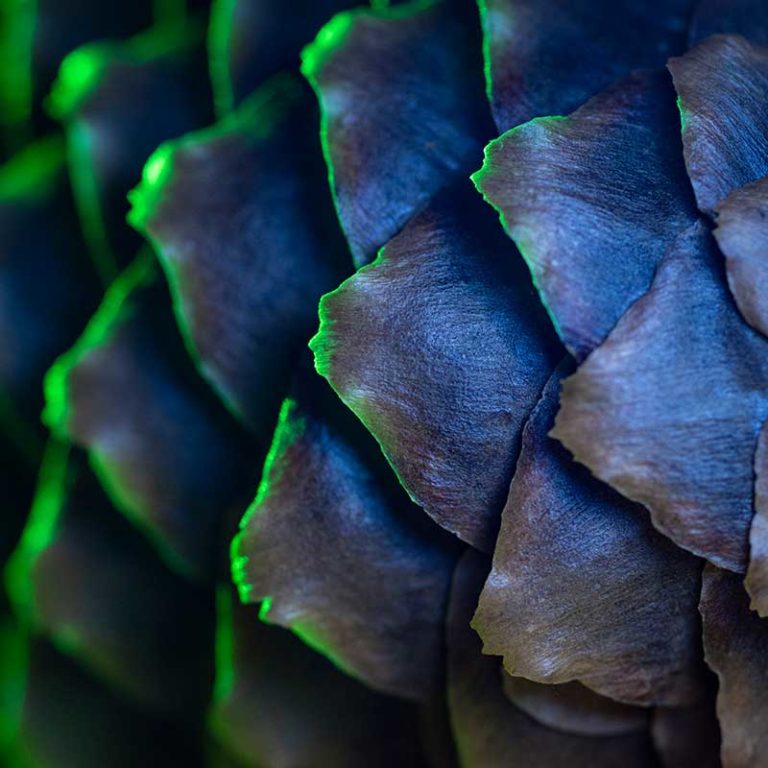 Coloured LED Macro Lighting Kit - Adaptalux Combo Pack | Nature