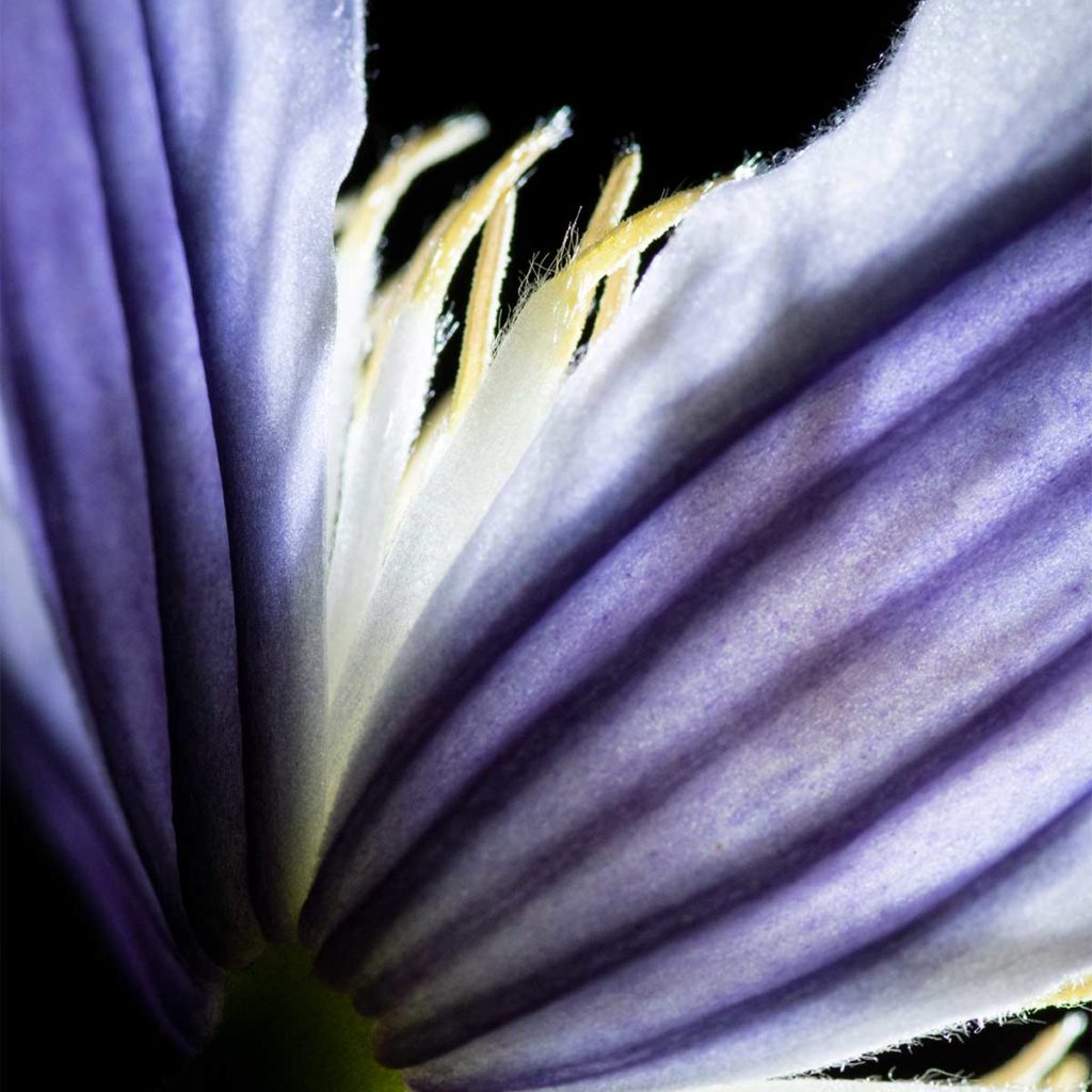 LED Macro photography Lighting | Adaptalux White Starter Pack