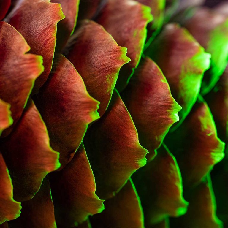 Lighting for flower photography | Adaptalux Nature Combo Pack