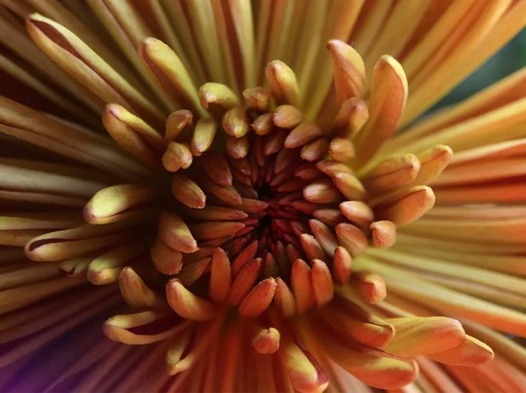 Mobile Phone Macro Photography- Getting close up with clip-on lenses