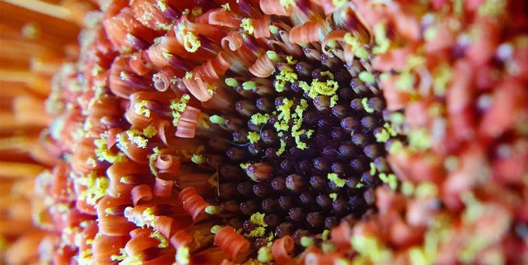 Mobile Phone Macro Photography- Getting close up with clip-on lenses