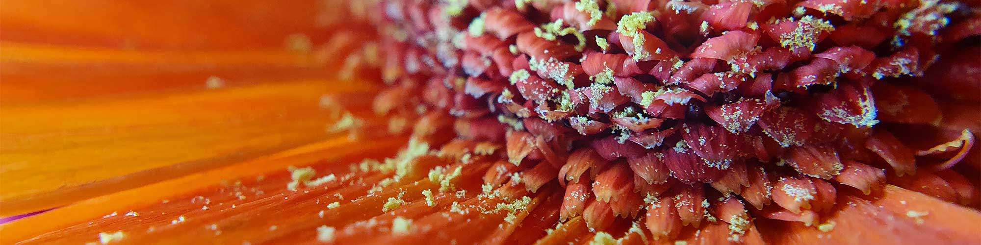 Mobile Phone Macro Photography- Getting close up with clip-on lenses