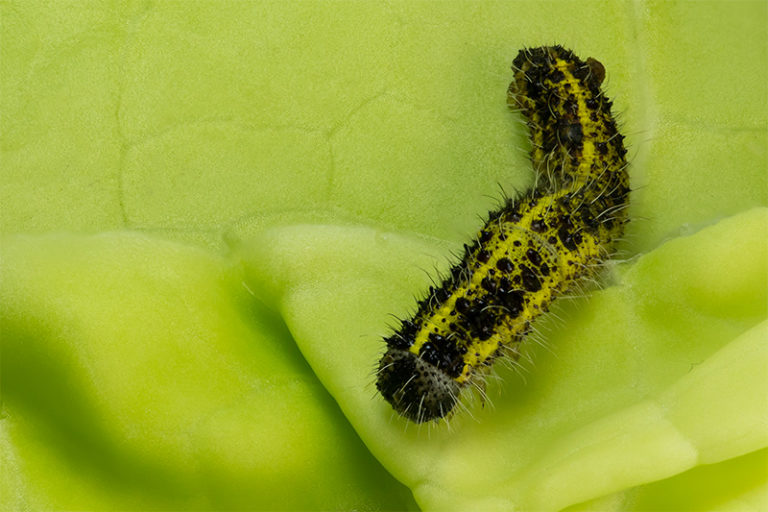 Caterpillar macro photography - How to photograph caterpillars indoors!