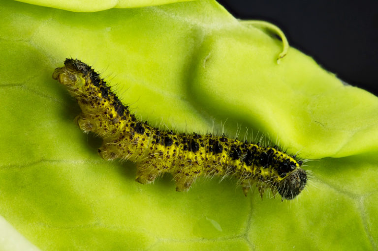 Caterpillar macro photography - How to photograph caterpillars indoors!