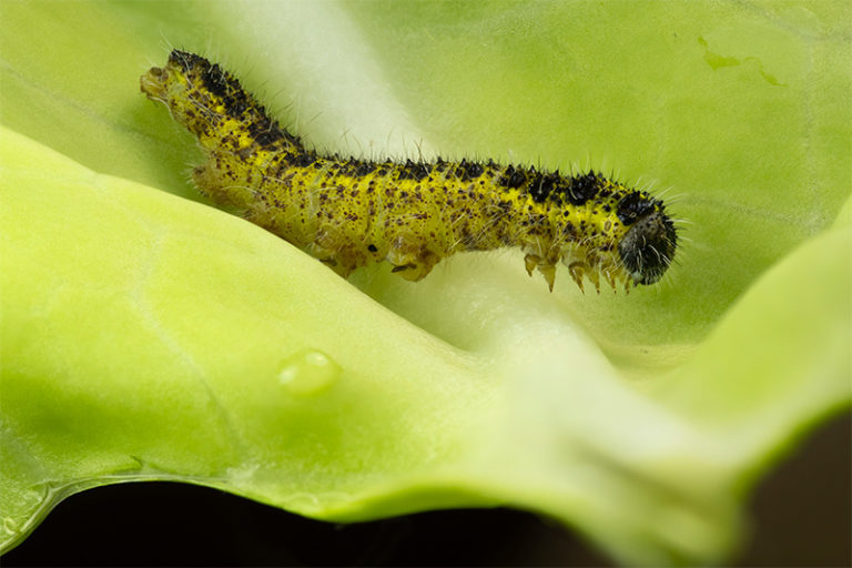 Caterpillar macro photography - How to photograph caterpillars indoors!