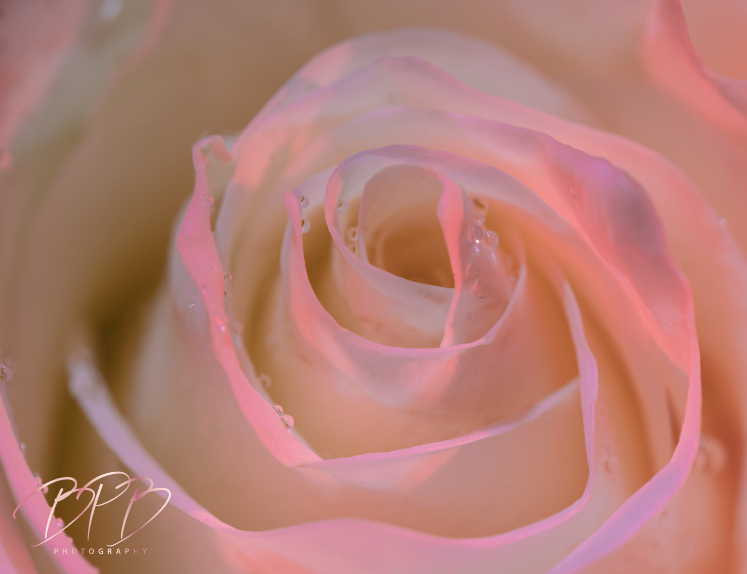 Adaptalux Studio - The Complete Macro Photography Lighting System