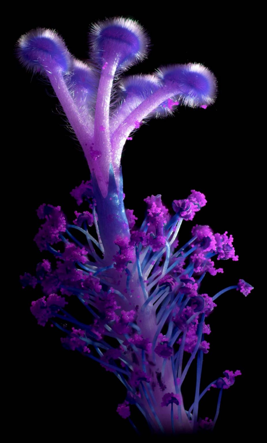 Adaptalux Studio - The Complete Macro Photography Lighting System