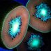 UV Macro Photography Lighting | Pure Ultraviolet light for UVIVF