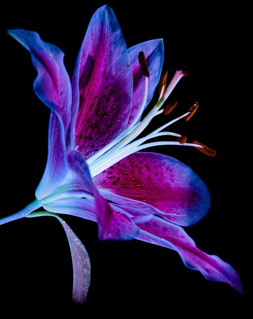 Ultraviolet LED Lighting - Adaptalux.com