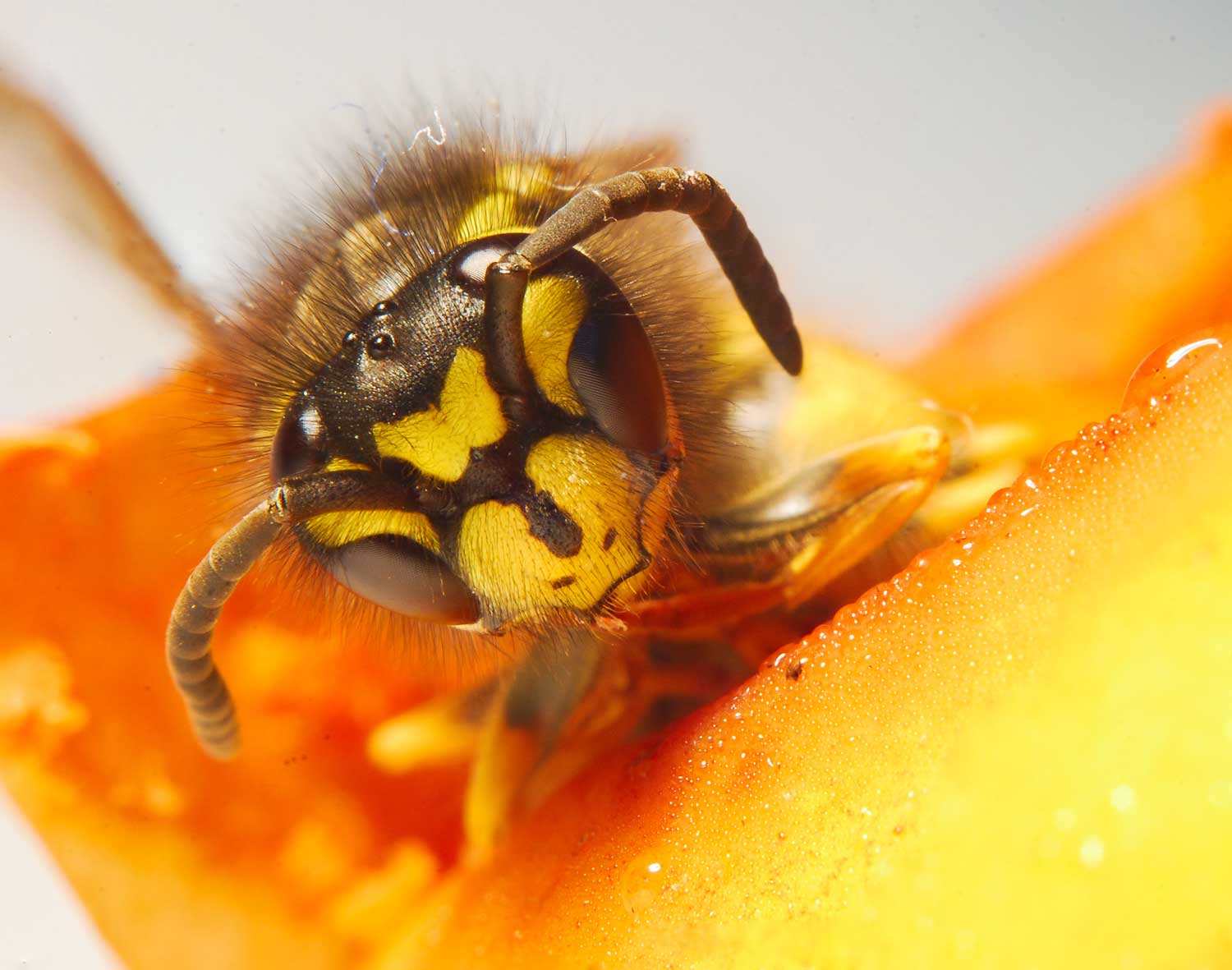 Adaptalux Studio - The Complete Macro Photography Lighting System