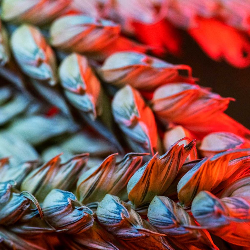 LED Macro Lighting Setup | Adaptalux Sci-fi Starter Pack.