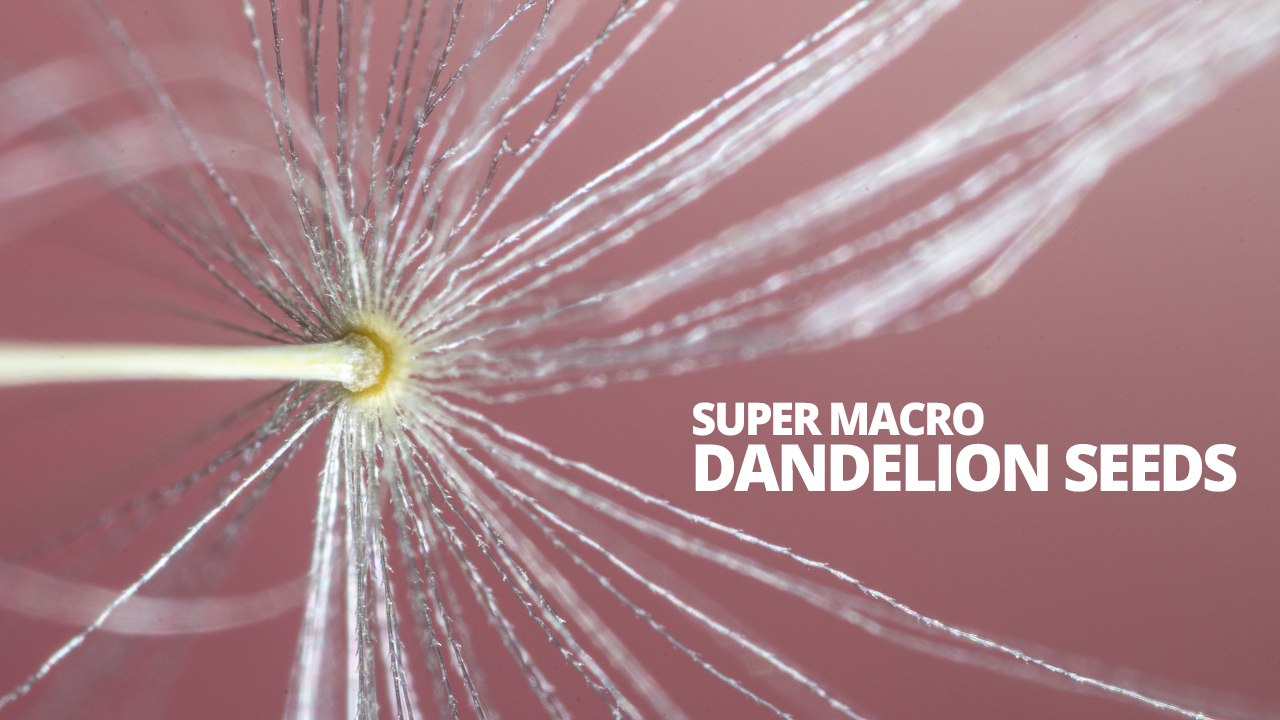 High magnification macro setup for super close-up photography.