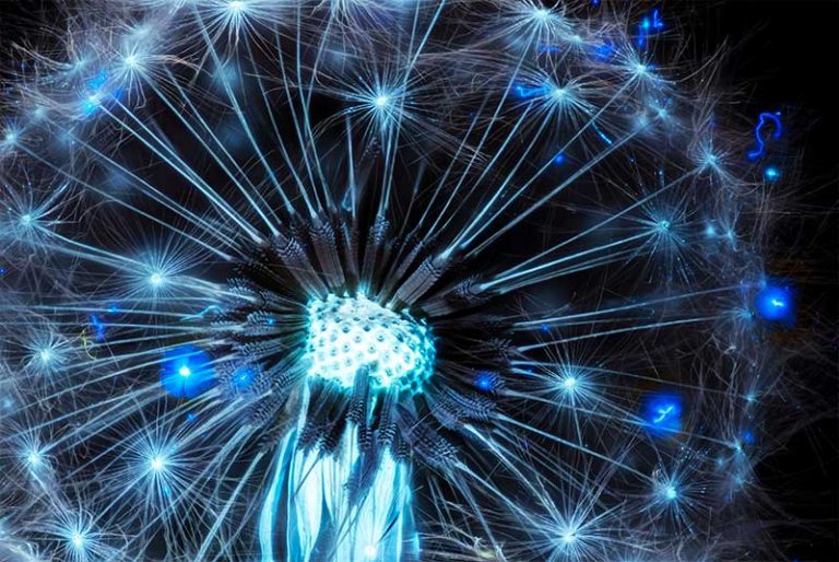 UV Photography - How does a dandelion react to UV light?