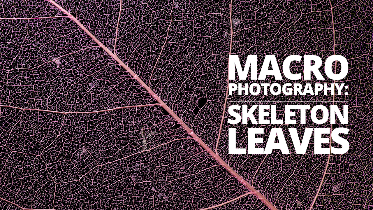 Leaf Skeleton Macro Photography