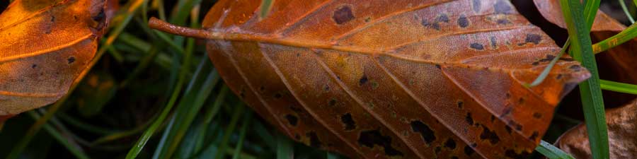 Adaptalux Studio Tutorial and Demos - Adaptalux.com