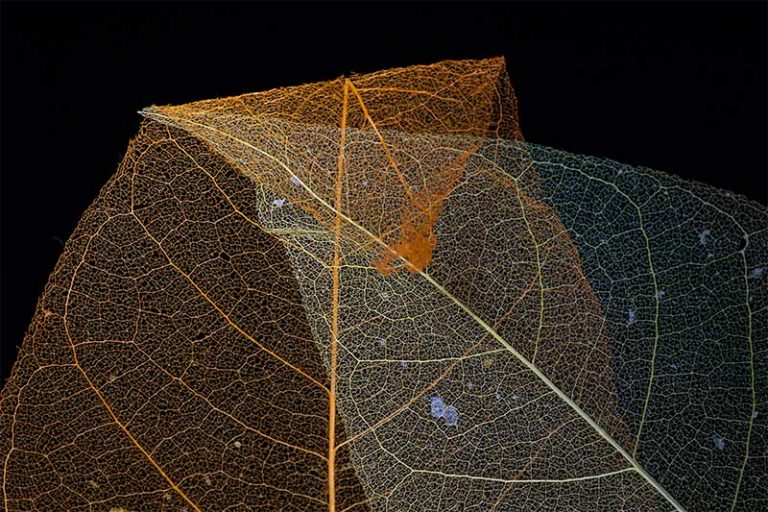 Leaf Skeleton Macro Photography