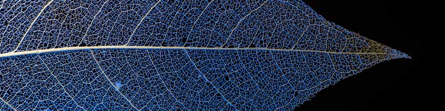 Adaptalux Blog - Macro photography ideas, inspiration and tutorials