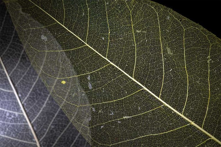 Leaf Skeleton Macro Photography