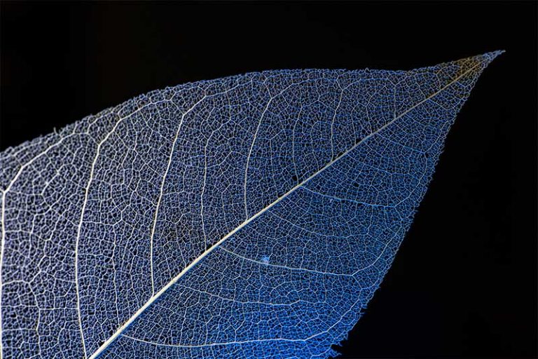Leaf Skeleton Macro Photography