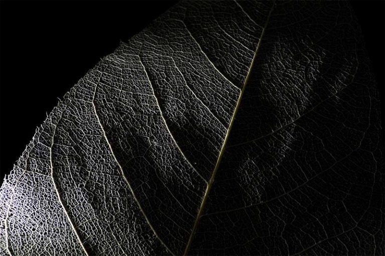 Leaf Skeleton Macro Photography