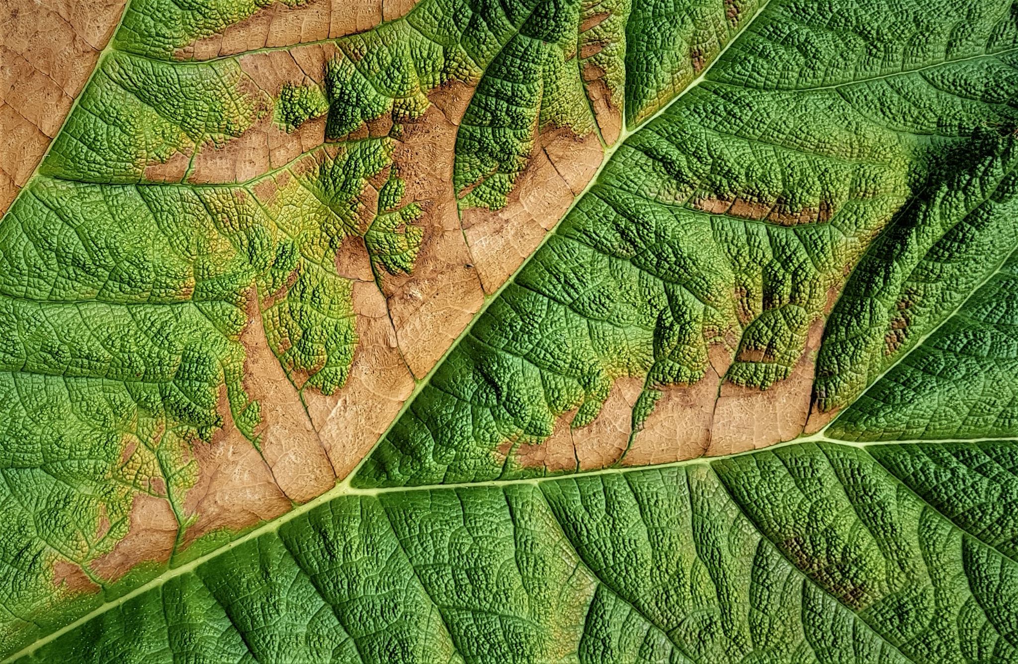 Adaptalux Macro Photography Competition [AMPA 2024]