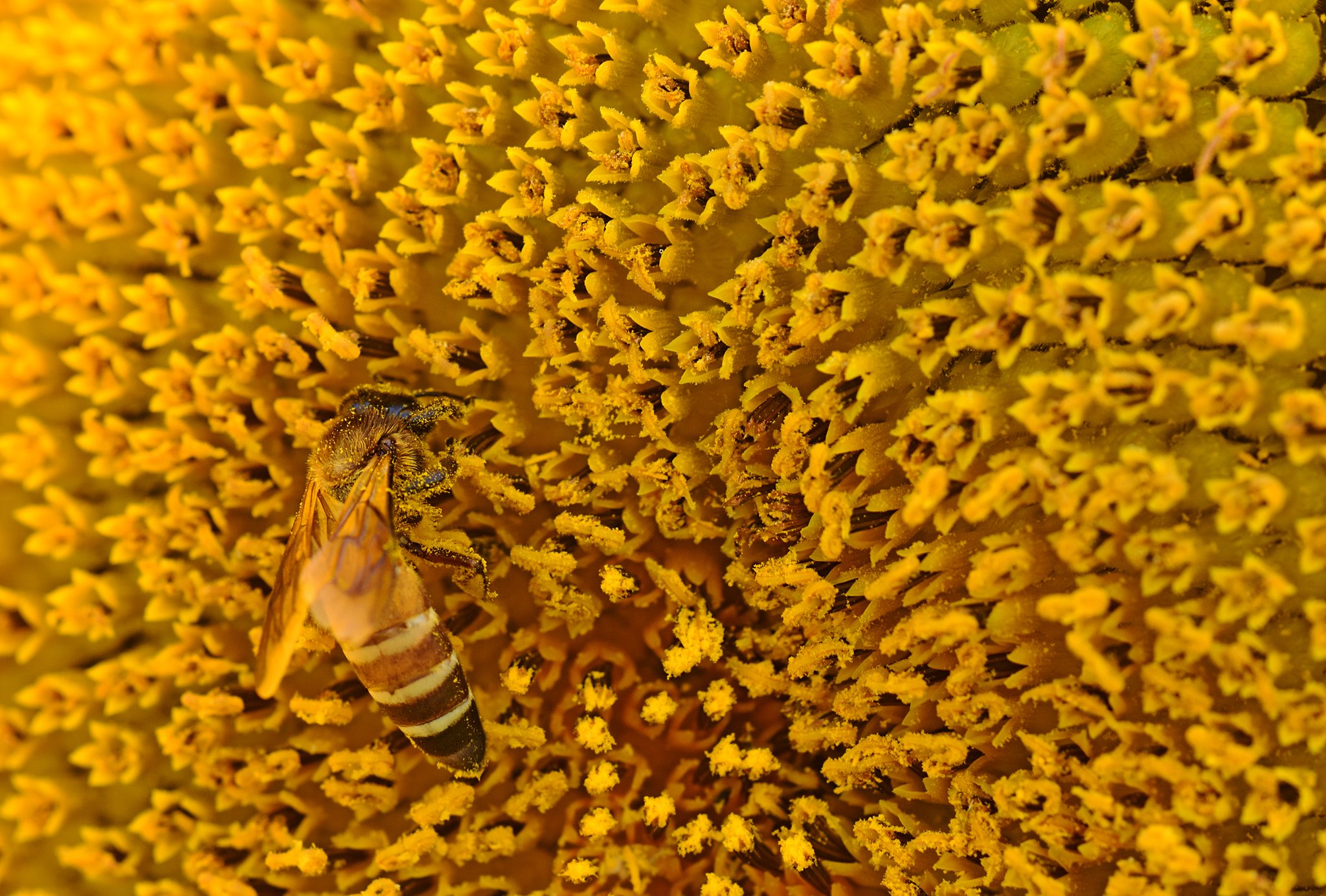 Adaptalux Macro Photography Competition [AMPA 2024]